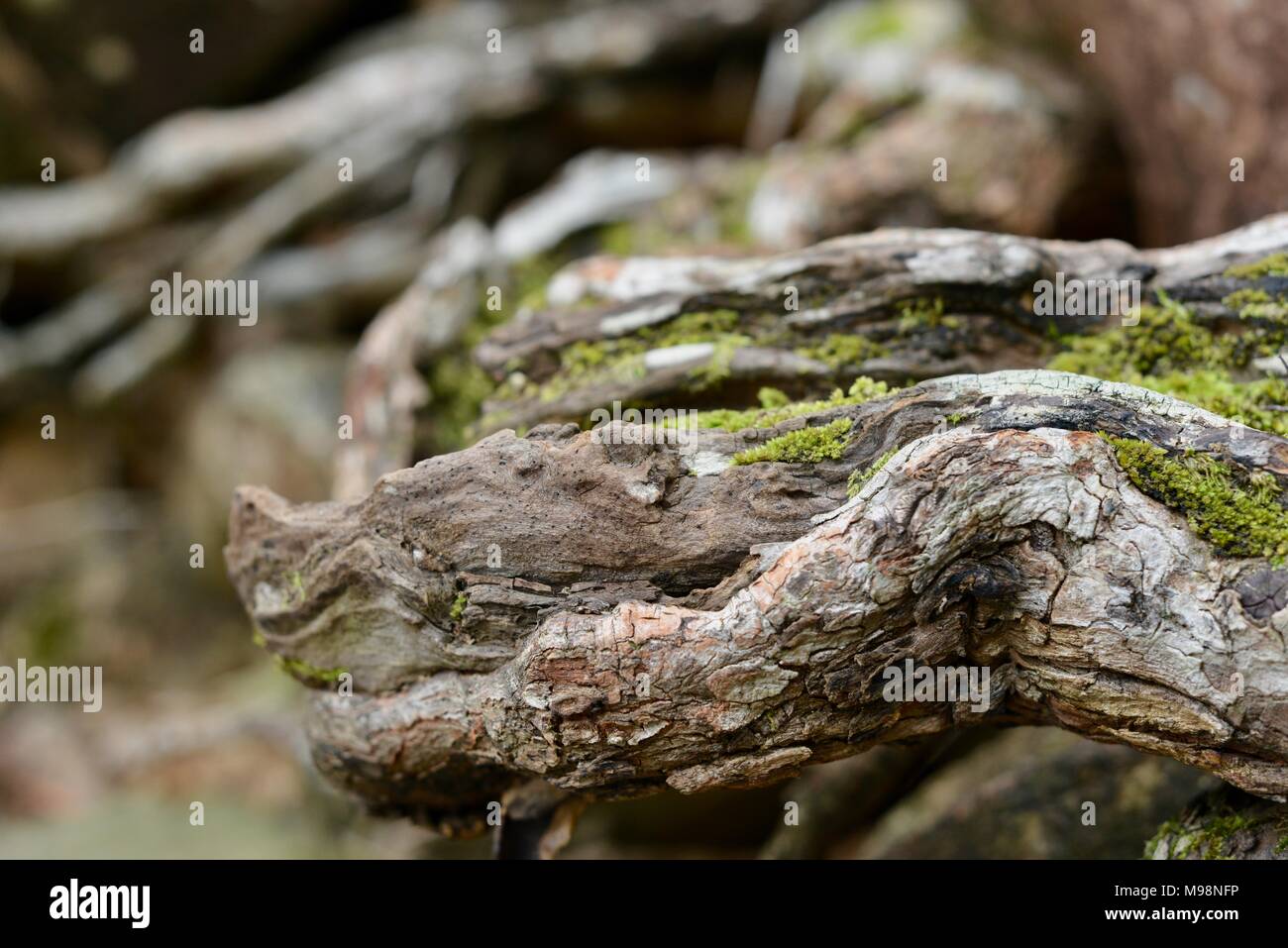 Gnarled tree root covered in moss exposed through erosion on a ...