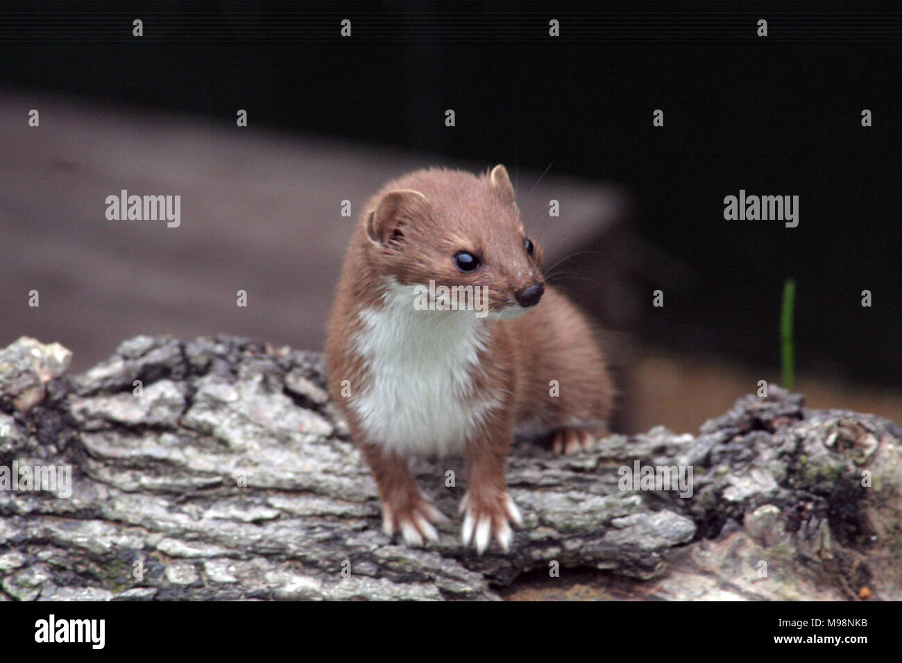 Stoats and weasels hi-res stock photography and images - Alamy