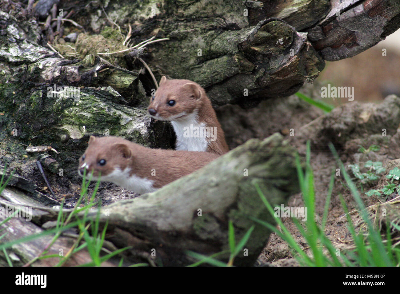 Weasels uk hi-res stock photography and images - Alamy