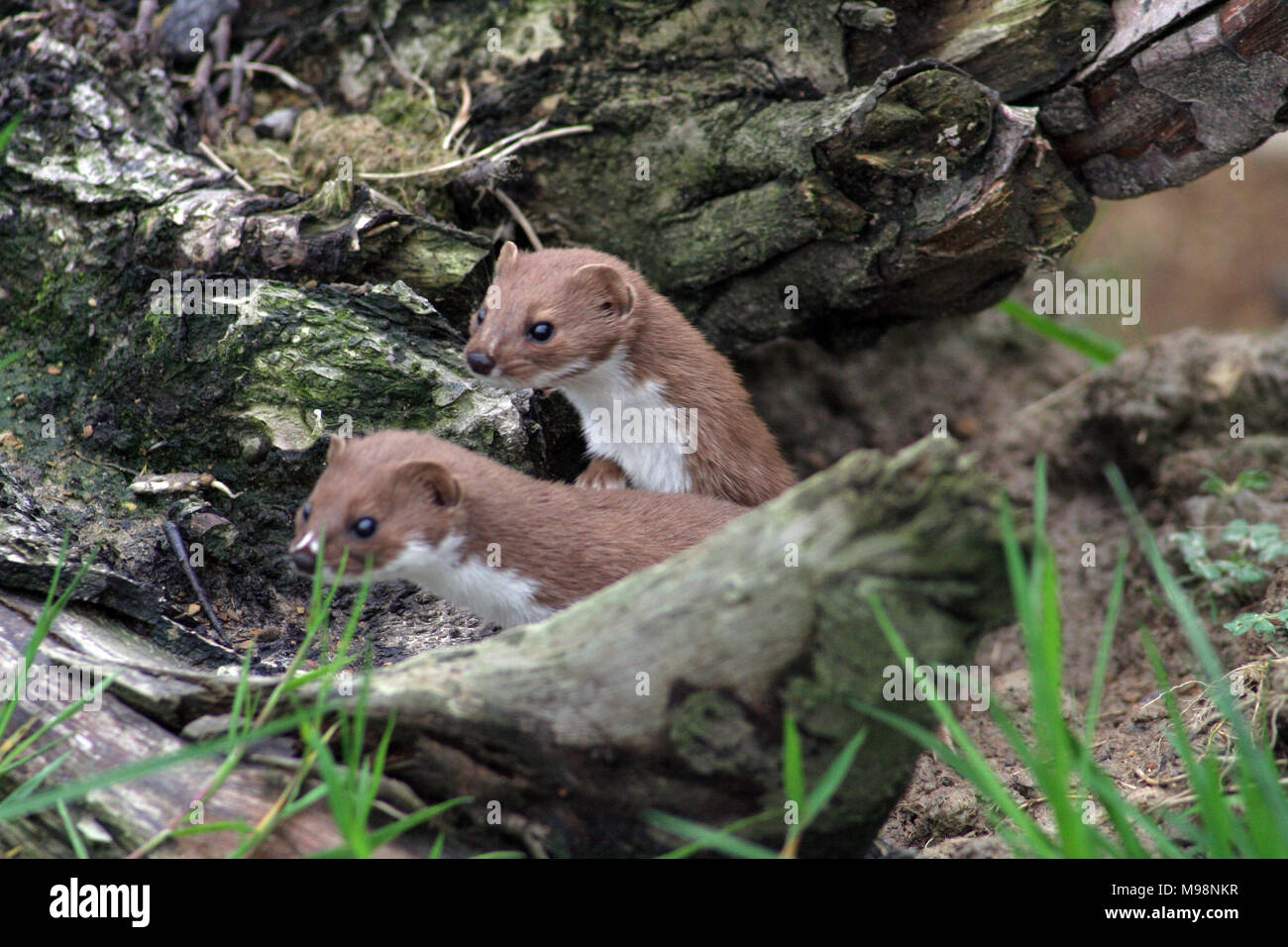 The wild hunt folklore hi-res stock photography and images - Alamy