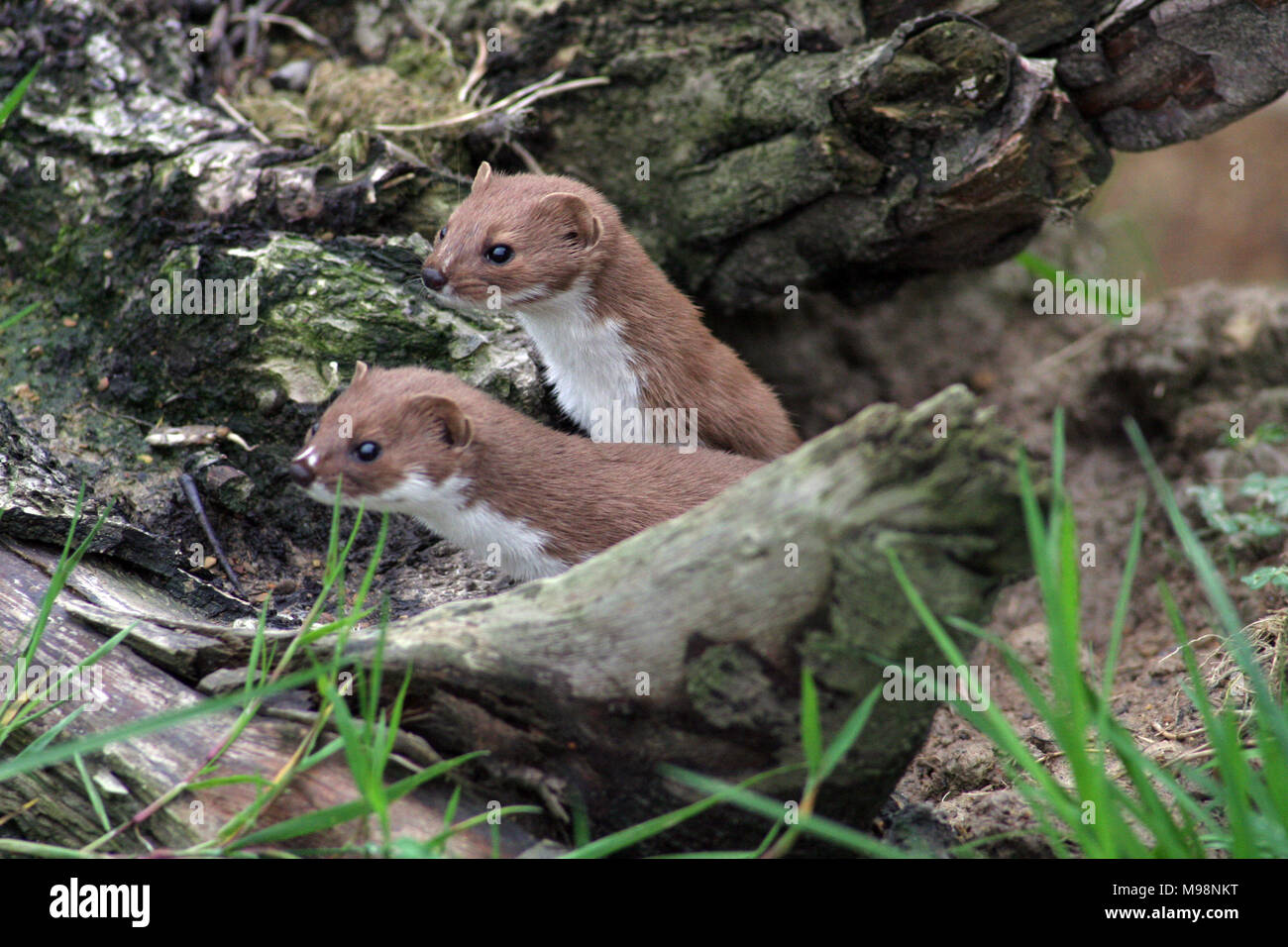 The Wild Hunt Folklore High Resolution Stock Photography and Images - Alamy