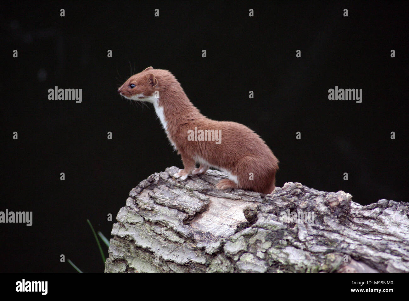 Stoats and weasels hi-res stock photography and images - Alamy
