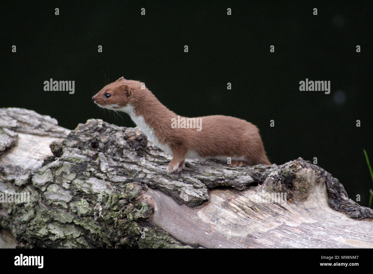 Weasels england hi-res stock photography and images - Alamy
