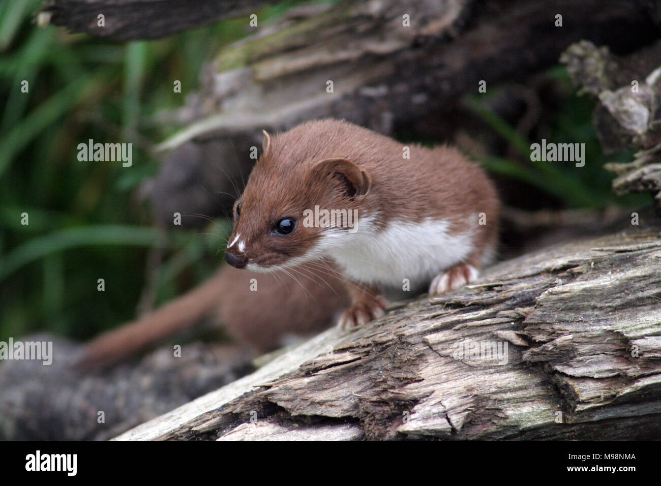 Stoats and weasels hi-res stock photography and images - Alamy