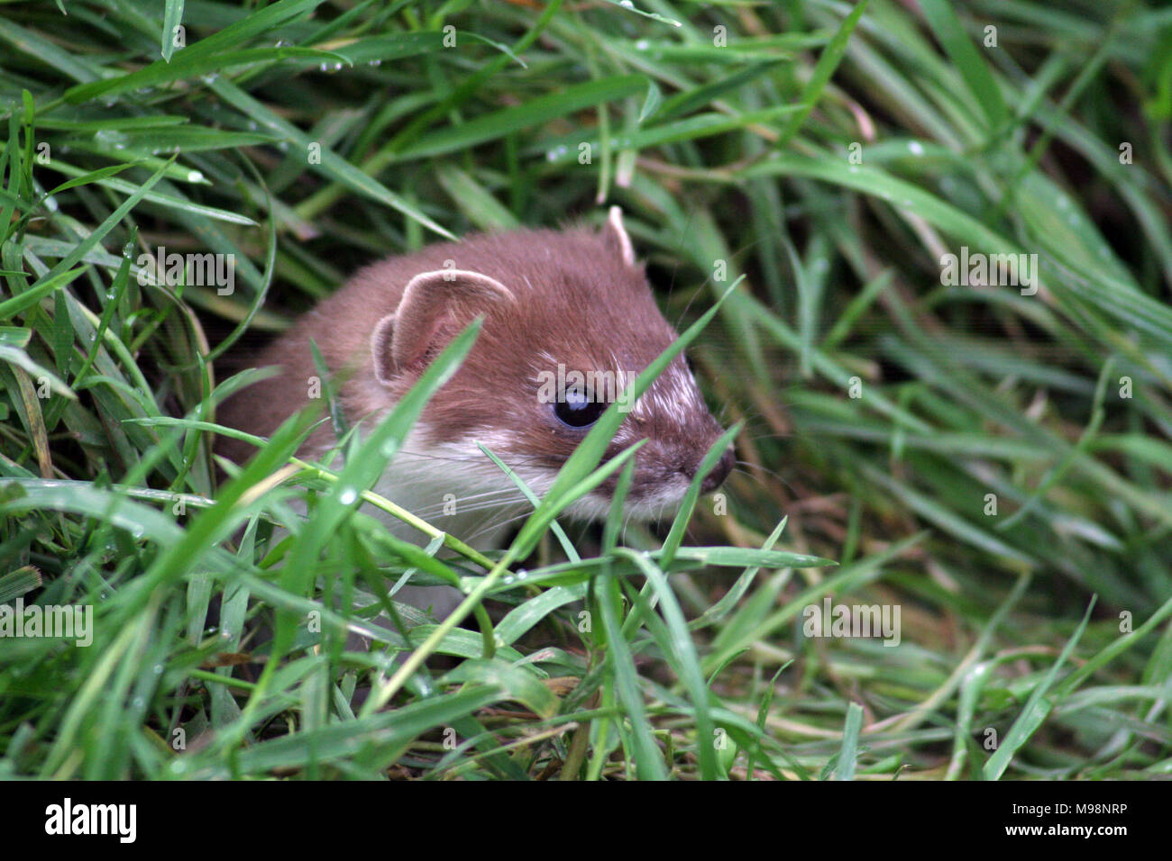 The stoat (or Weasel as it is called in the US) is different to the ...