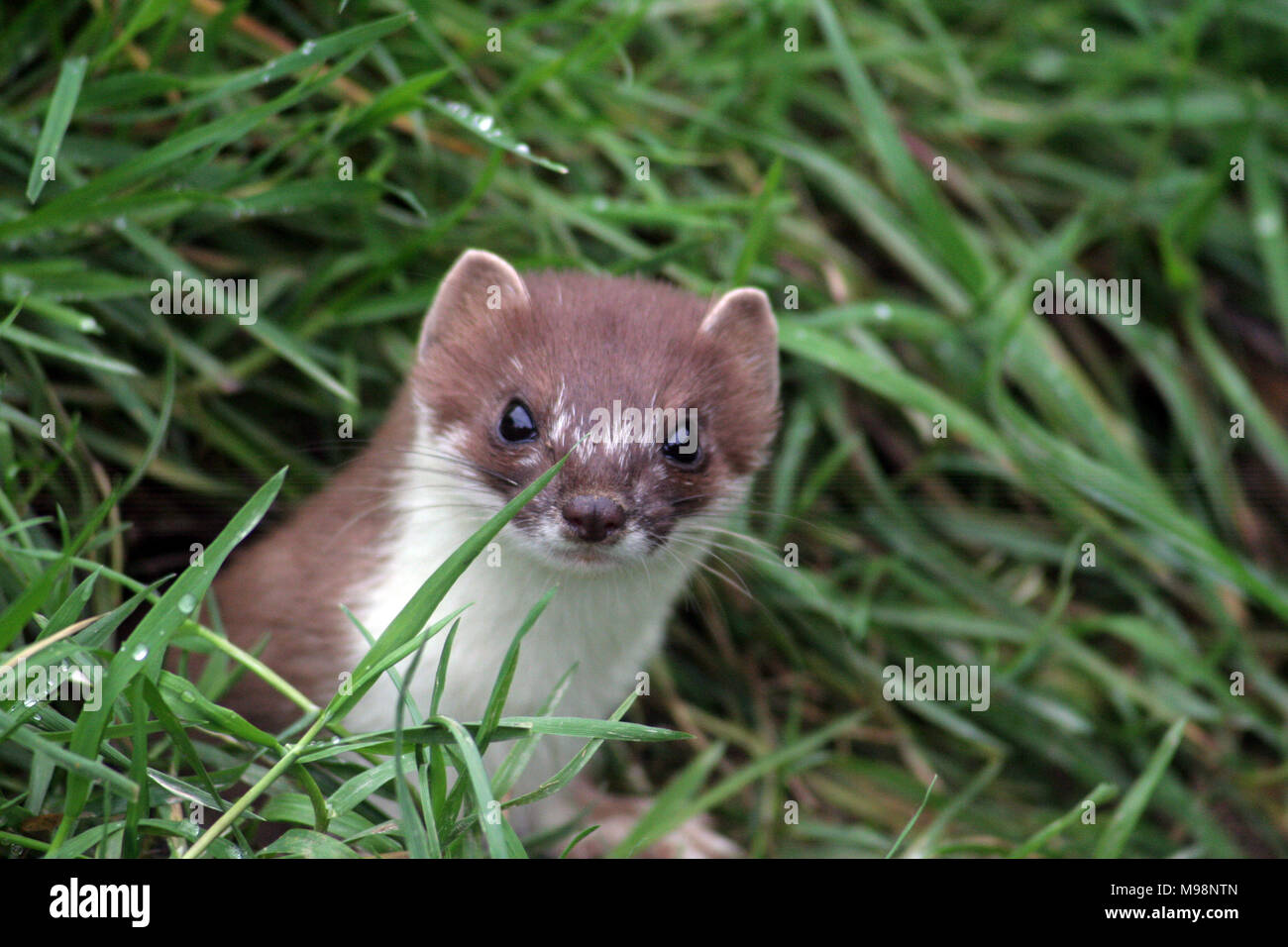 Stoat in uk hi-res stock photography and images - Alamy