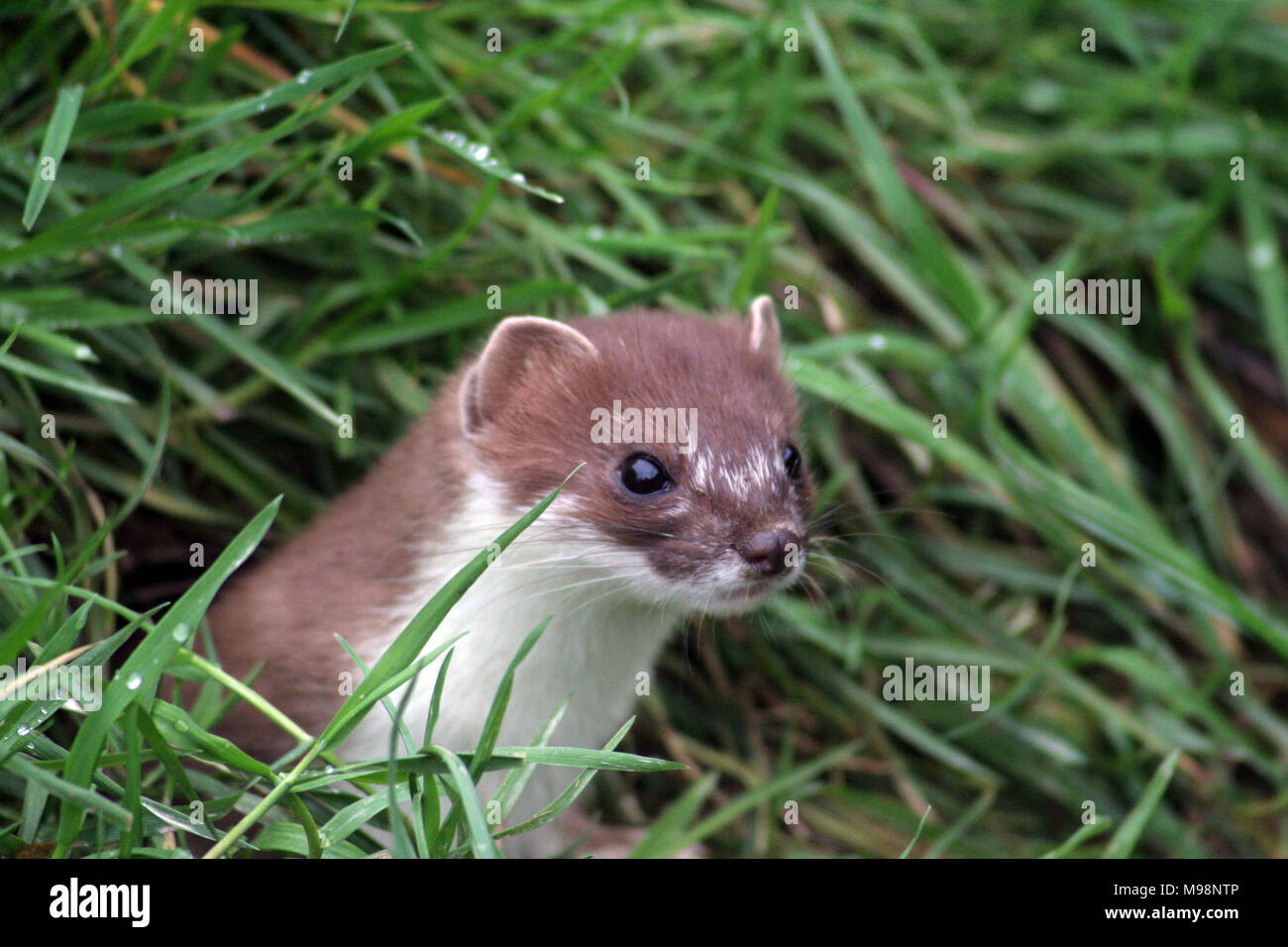The stoat (or Weasel as it is called in the US) is different to the ...