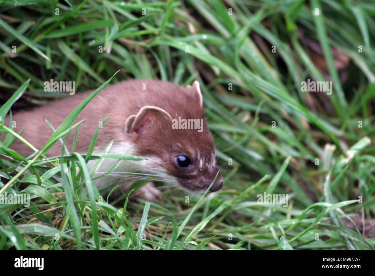 The stoat (or Weasel as it is called in the US) is different to the ...