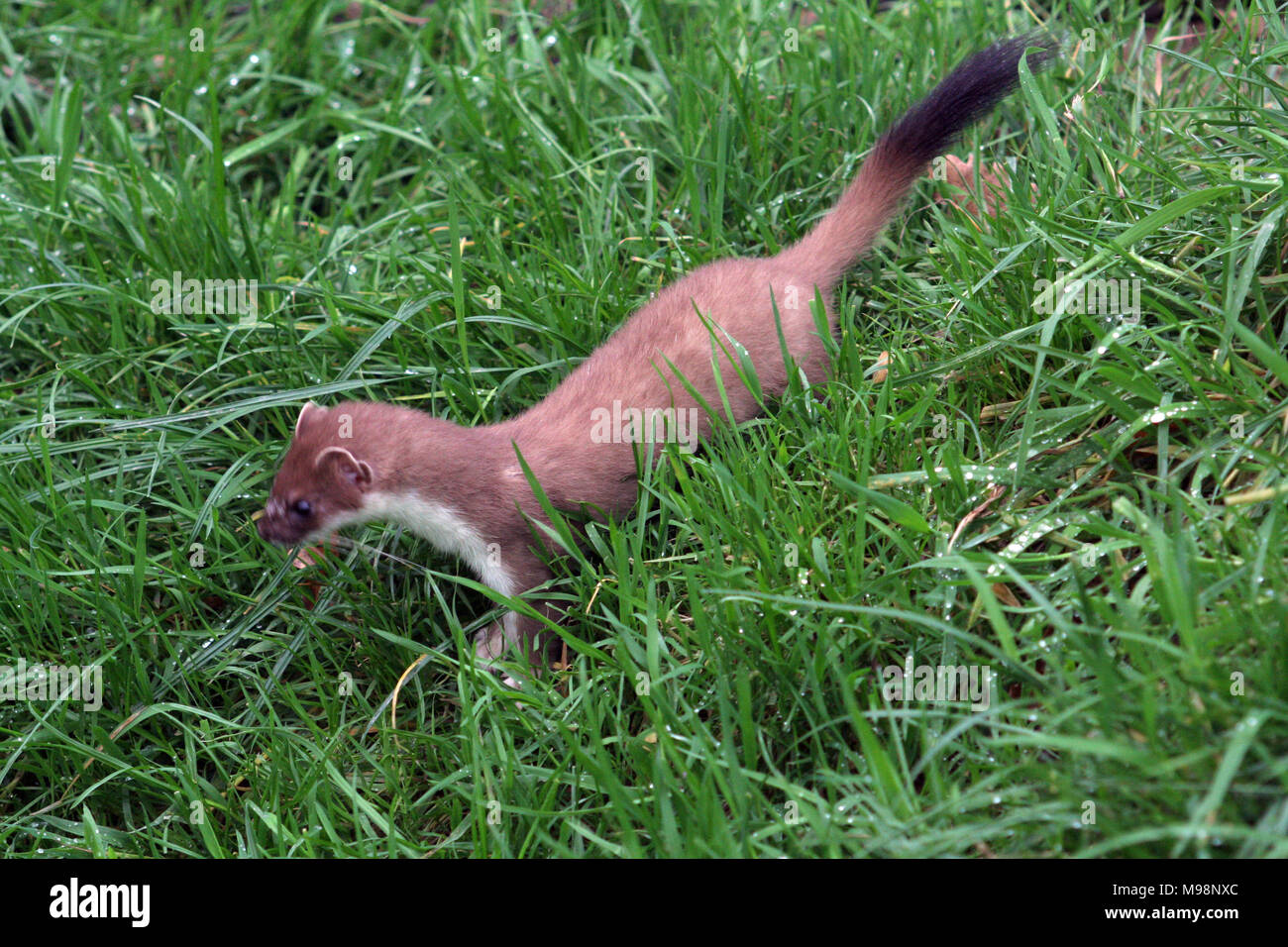 Weasel uk hi-res stock photography and images - Alamy