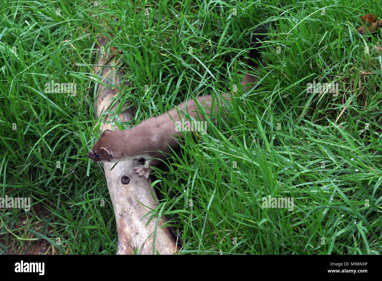 The stoat (or Weasel as it is called in the US) is different to the ...