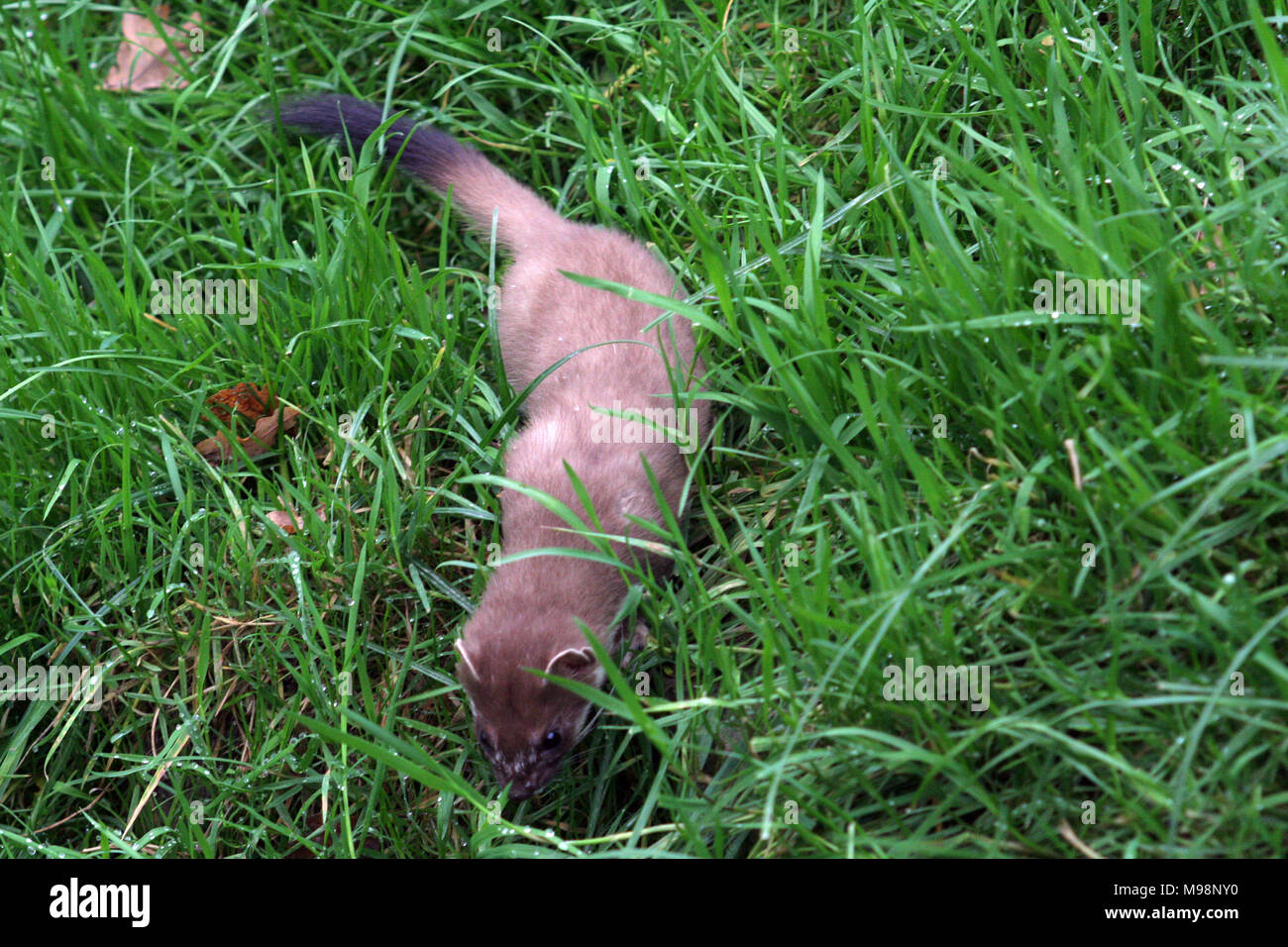 The stoat (or Weasel as it is called in the US) is different to the ...