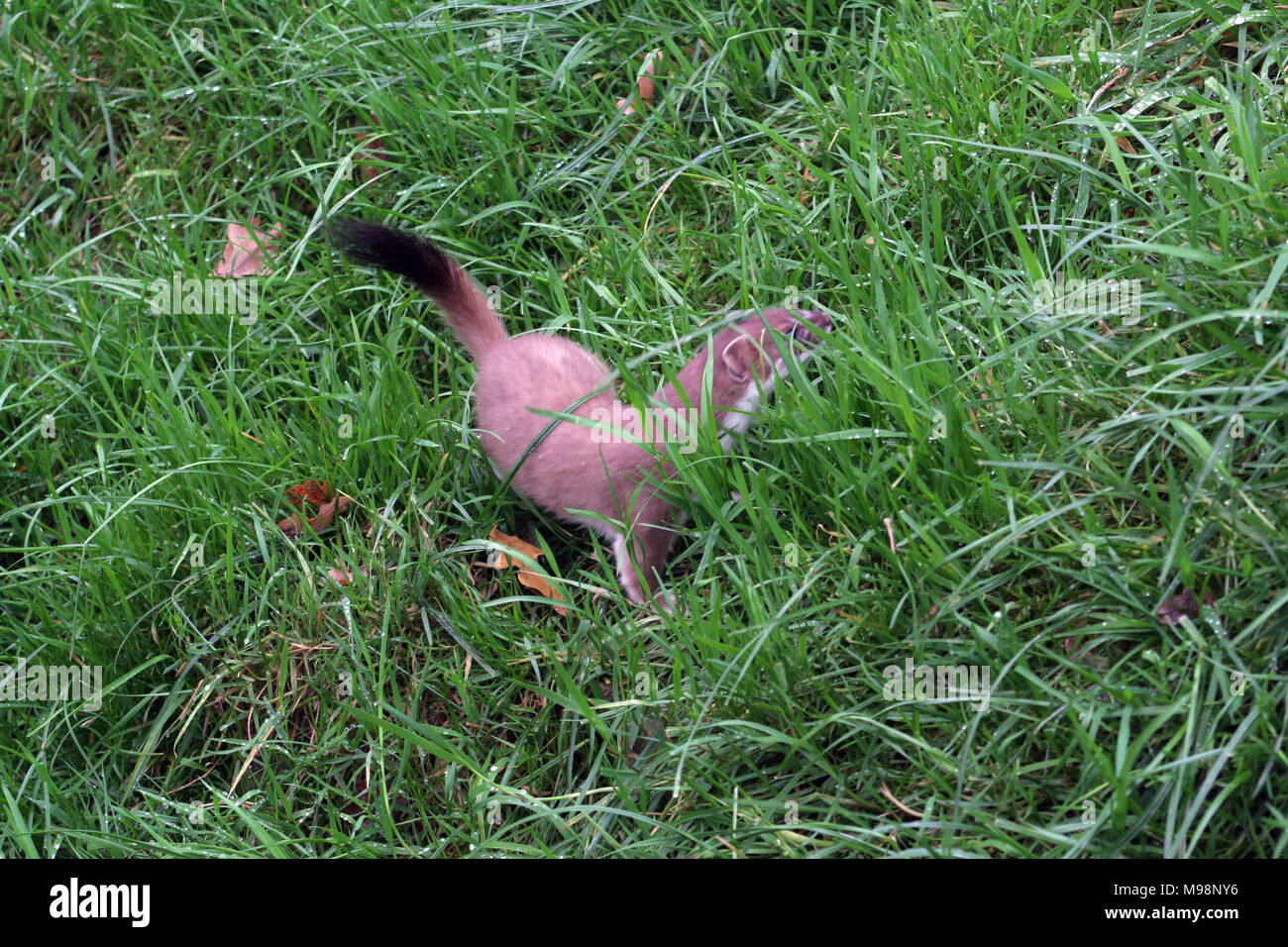 The stoat (or Weasel as it is called in the US) is different to the ...