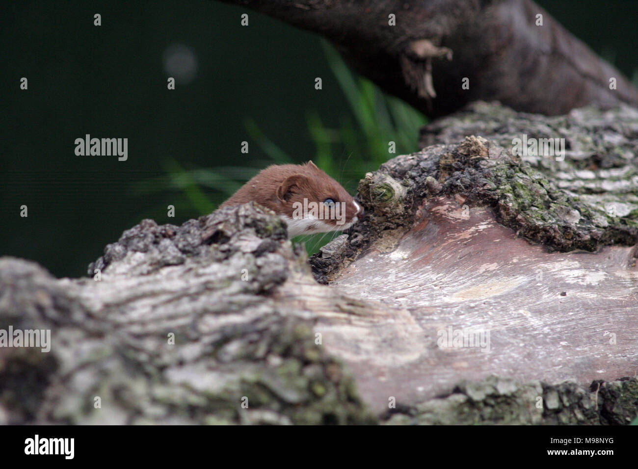 The stoat (or Weasel as it is called in the US) is different to the ...