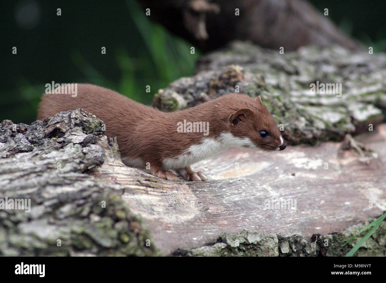 The stoat (or Weasel as it is called in the US) is different to the ...