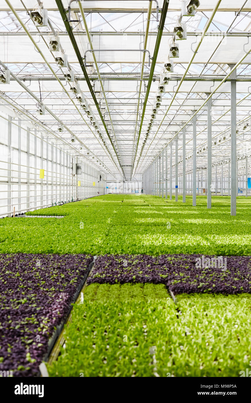 Lettuce plantation hi-res stock photography and images - Alamy