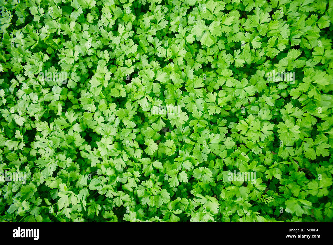 Horticulture greenery hi-res stock photography and images - Alamy