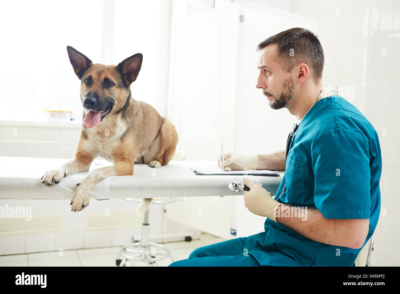 Medical doctor dog hi-res stock photography and images - Alamy