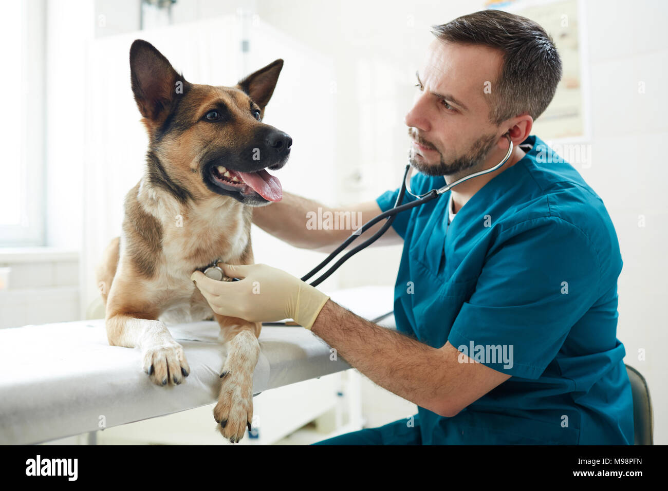 Dog in vet clinics Stock Photo - Alamy