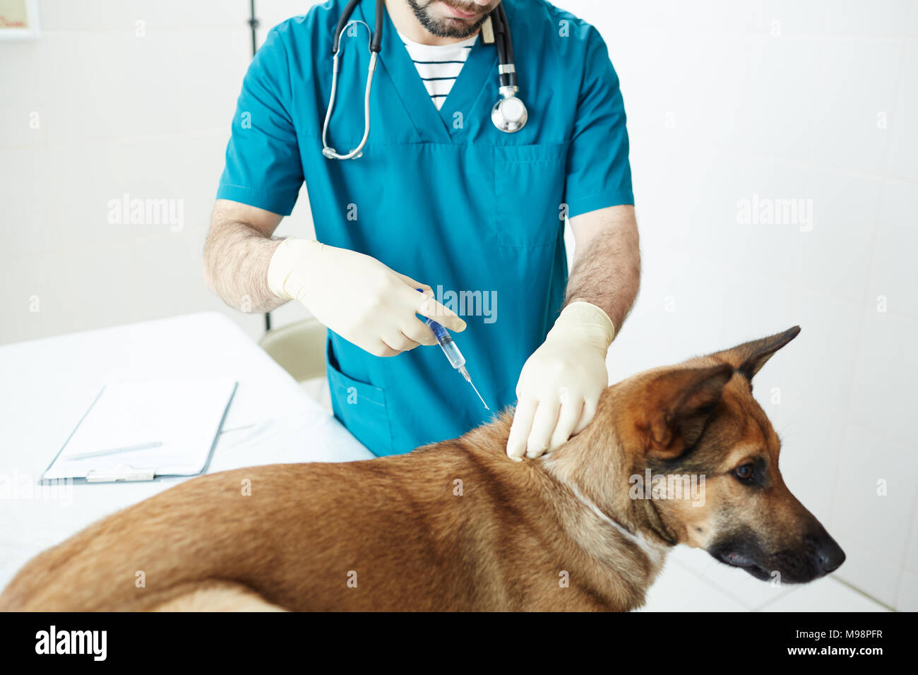 Injection for dog Stock Photo - Alamy