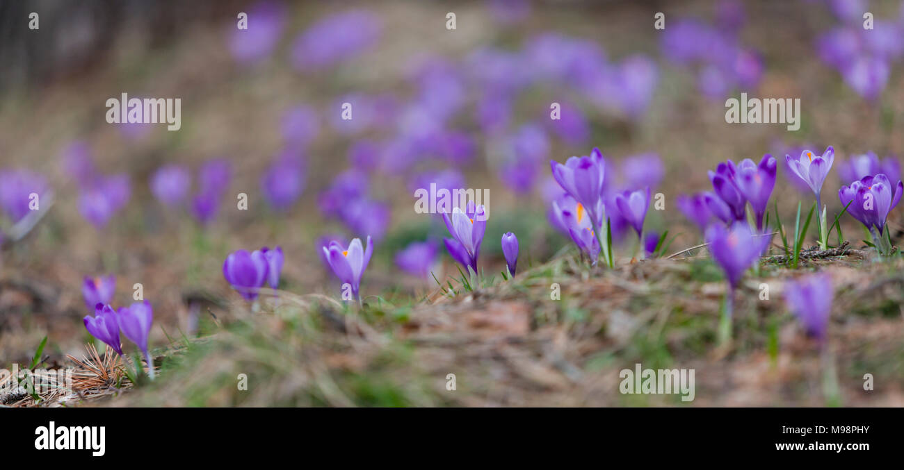 Purple crocus flowers in the forest at spring Stock Photo - Alamy