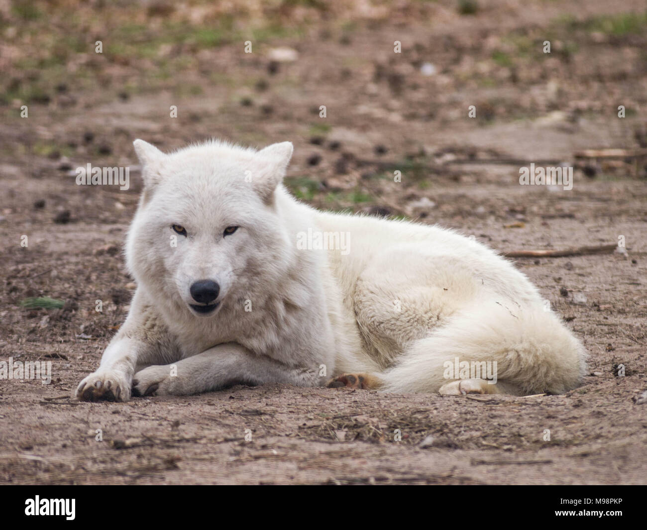 Polarwolf hi-res stock photography and images - Alamy