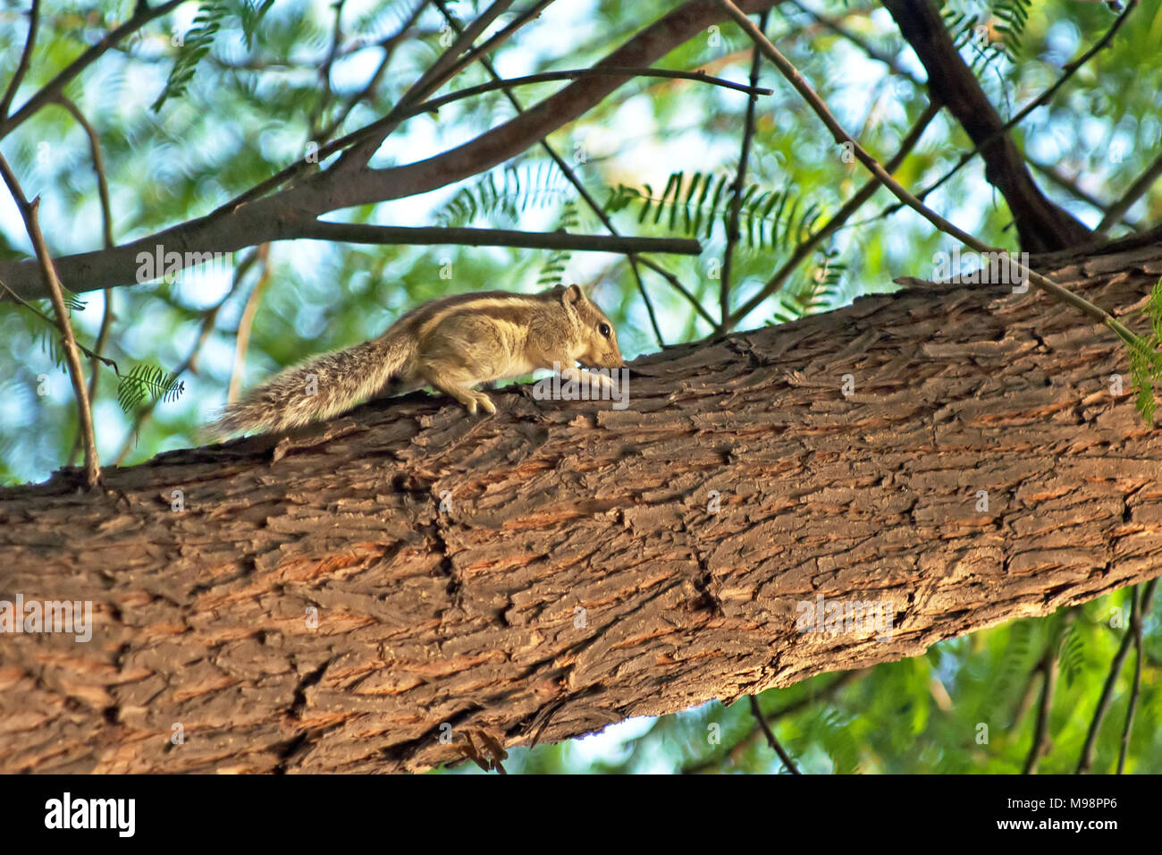 Indian palm squirrel (Funambulus palmarum) on a tree Stock Photo - Alamy