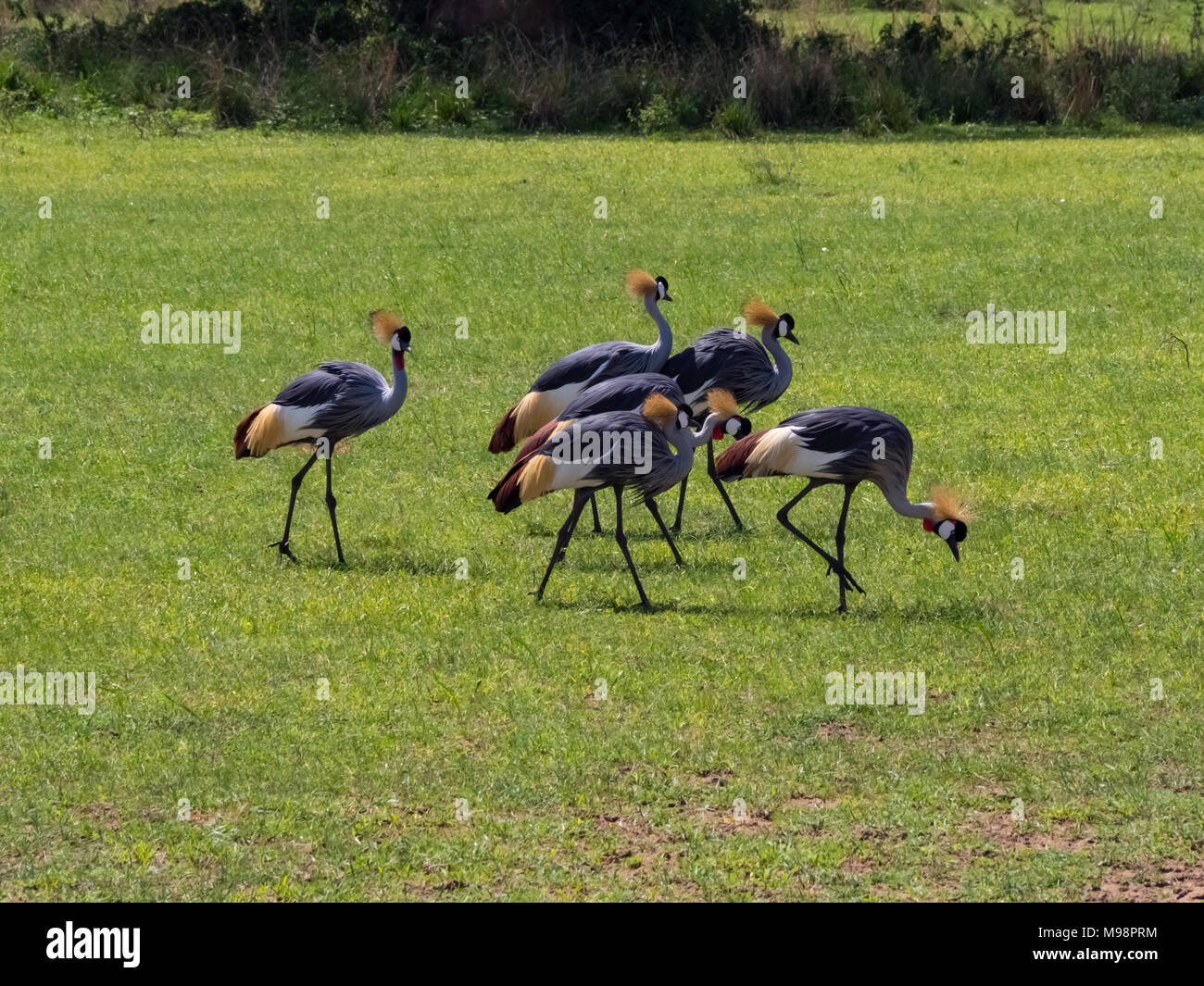 The Crane - National Bird of Uganda Stock Photo - Alamy