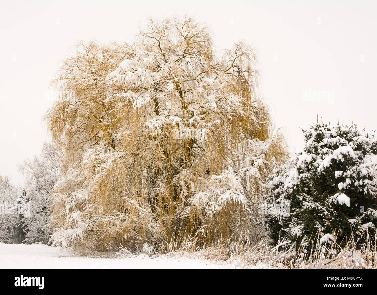 Bavarian landscape with a frosted weeping willow tree Stock Photo - Alamy