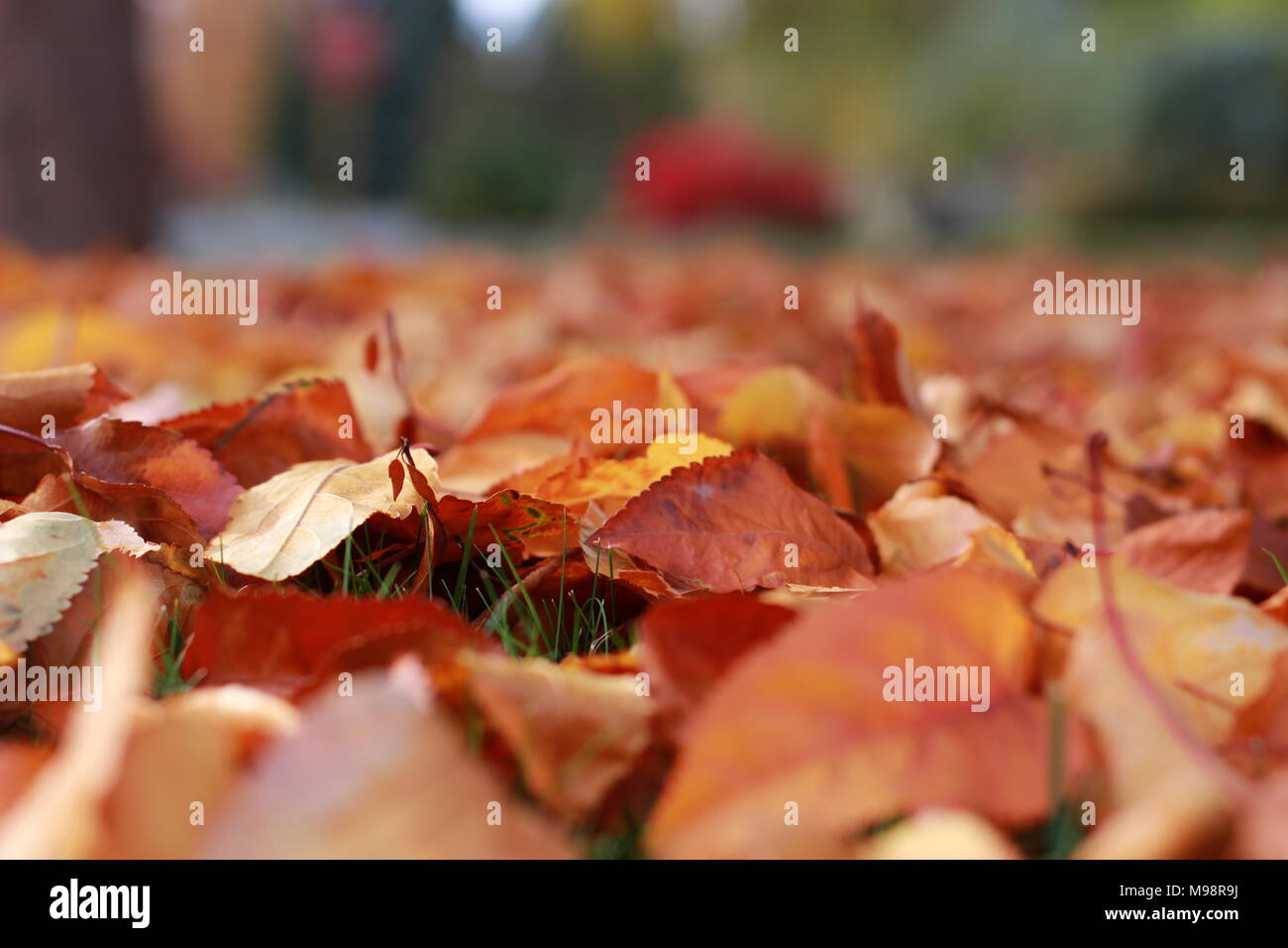 Golden colors of autumn and fall in the leaves and grasses in Yakima ...