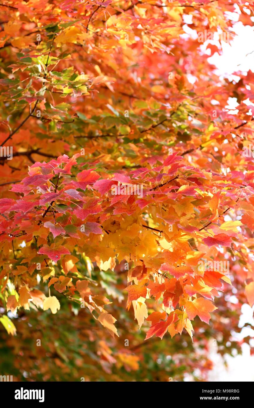 Golden colors of autumn and fall in the leaves and grasses in Yakima ...