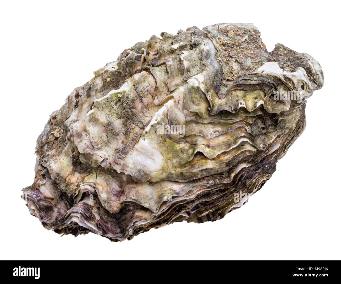 Fresh oysters isolated on white background with clipping path Stock ...