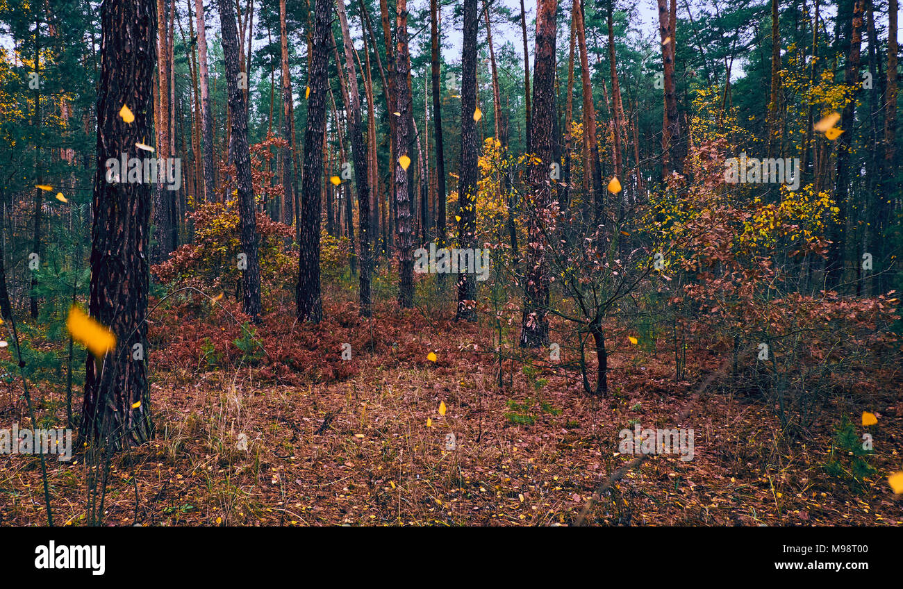 Vivid fall forest background with falling yellow leaves Stock Photo - Alamy