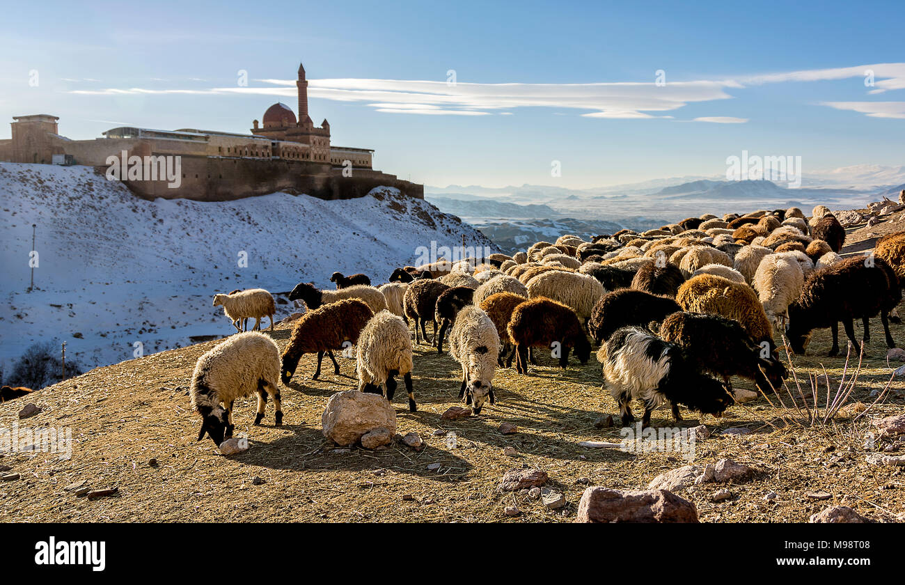 İshak pasha place,Dogubeyazit,Agri,Turkey Stock Photo - Alamy