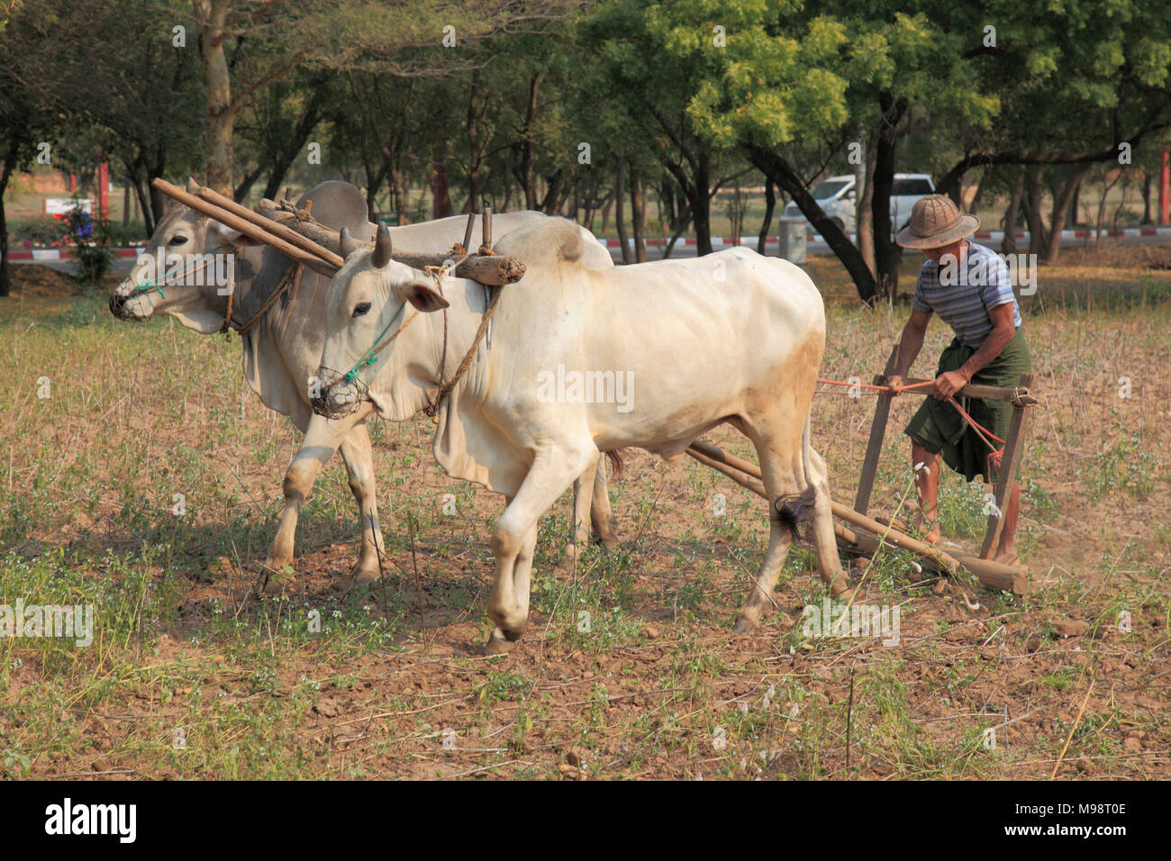 Myanmar, Burma, Bagan, farmer plowing with oxen Stock Photo - Alamy