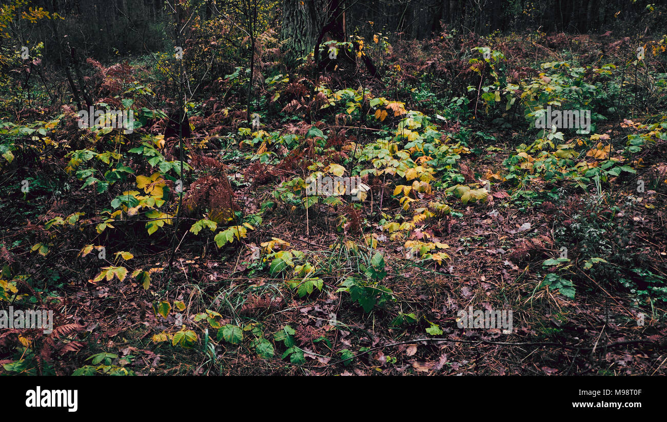 Different forest plants hi-res stock photography and images - Alamy