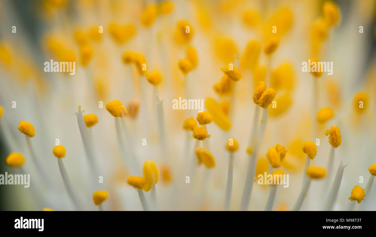 Daisy anatomy hi-res stock photography and images - Alamy