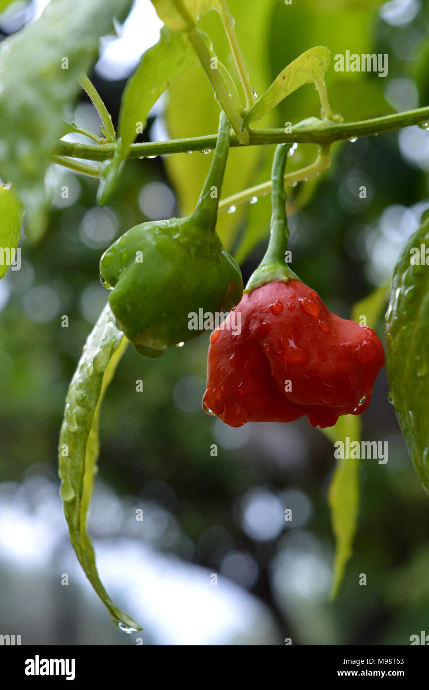 Peperoncini piccanti piccanti hi-res stock photography and images - Alamy