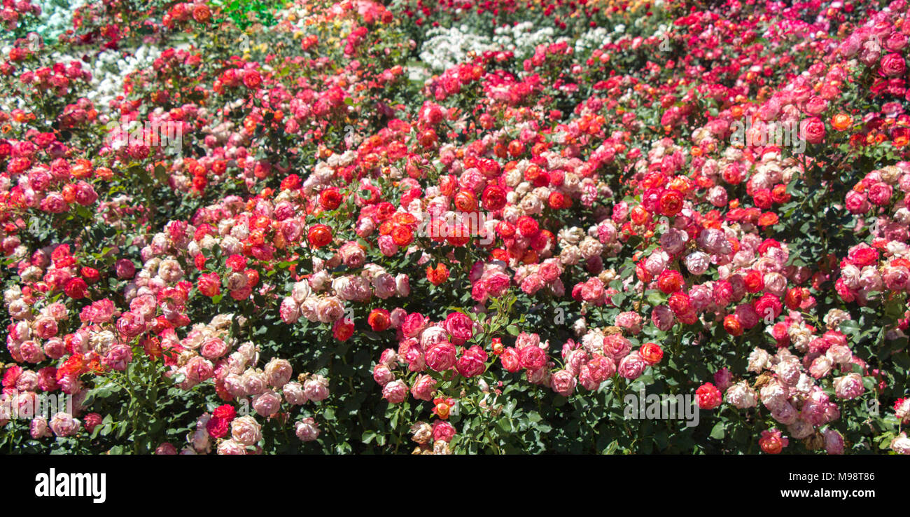 Blooming beautiful colorful roses in the garden background Stock Photo ...