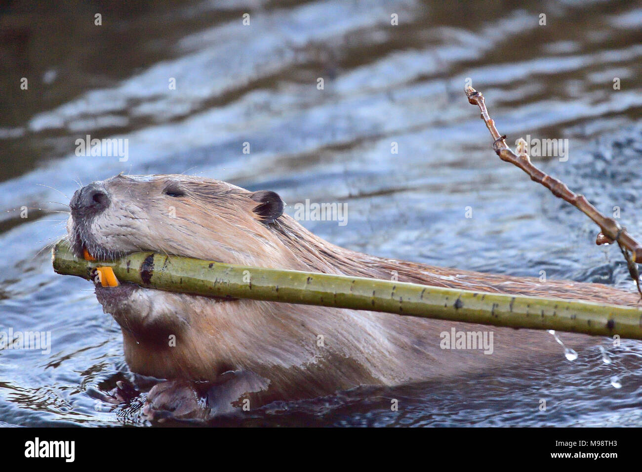 Beaver dragging tree hi-res stock photography and images - Alamy