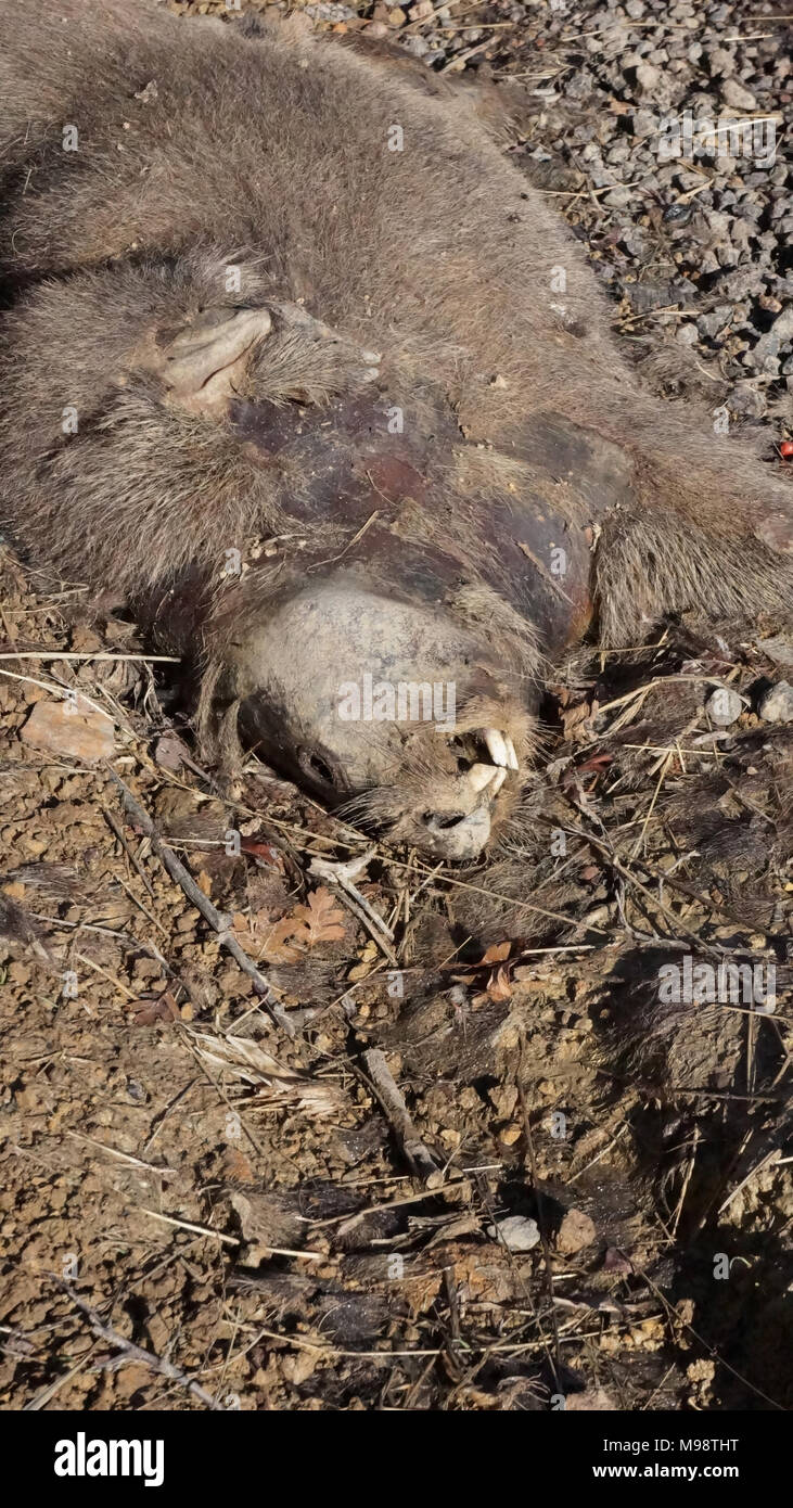 Bass strait island wombat hi-res stock photography and images - Alamy