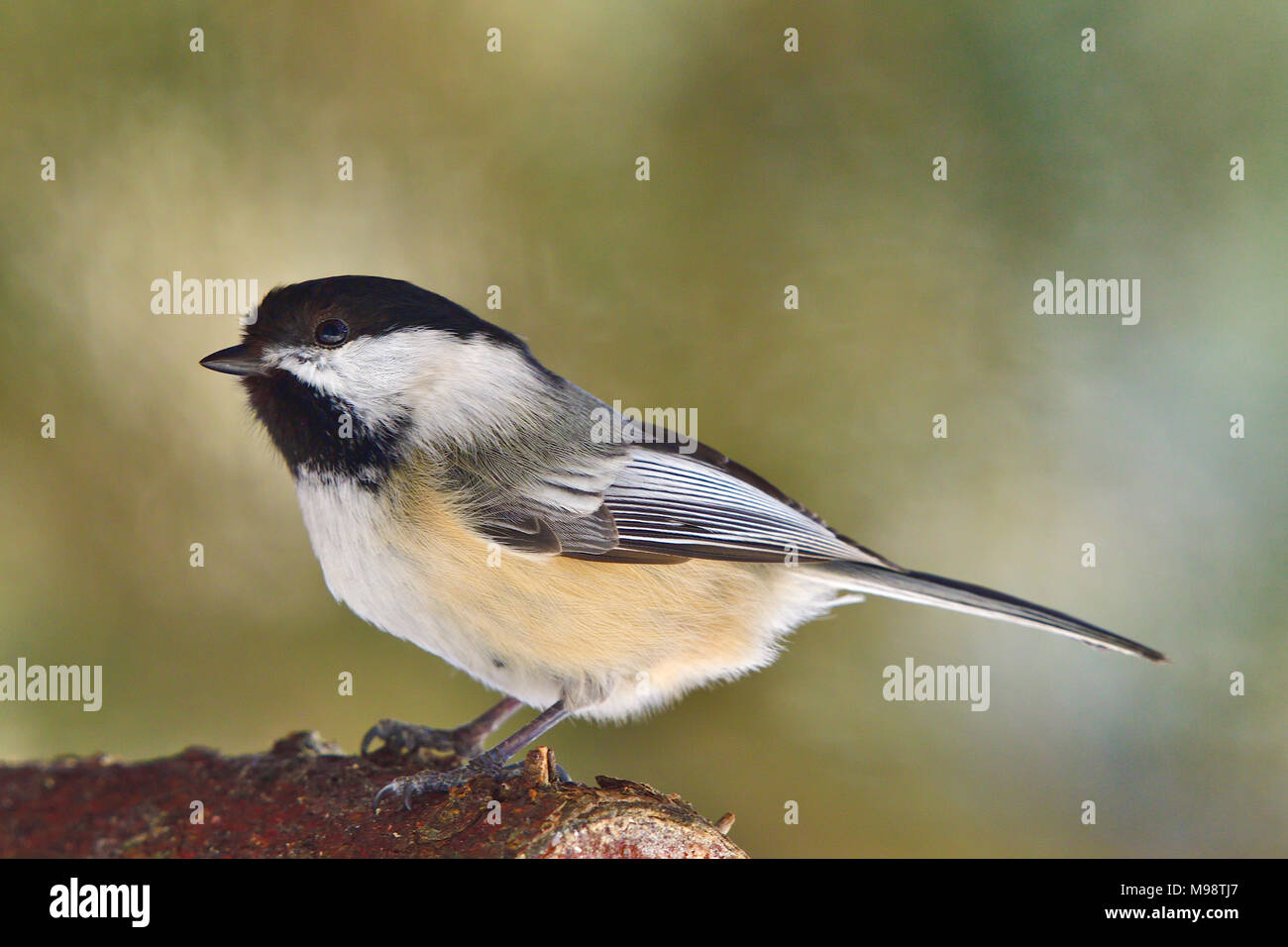Chickadee side view bird photo hi-res stock photography and images - Alamy