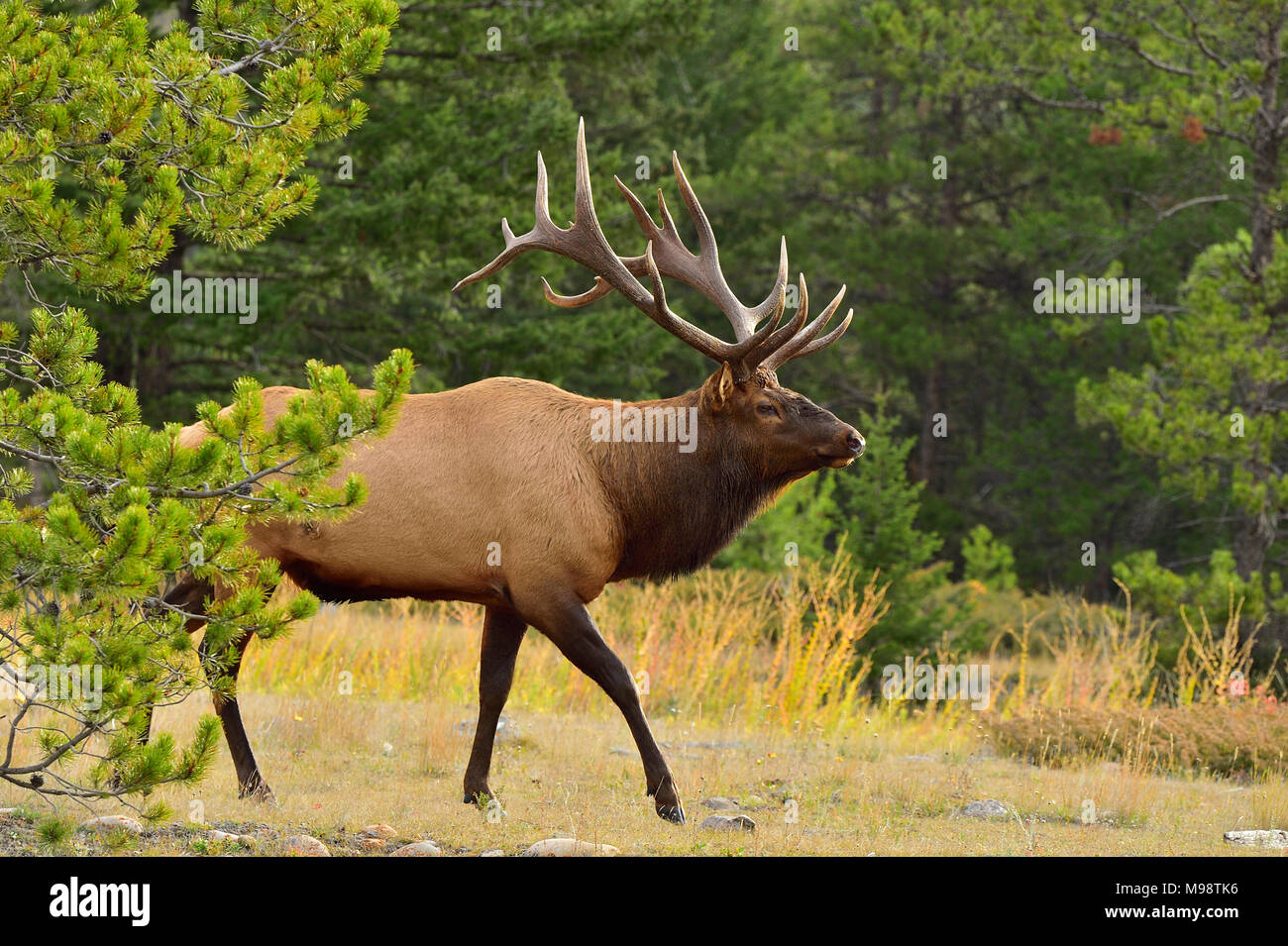 American elk national park hi-res stock photography and images - Alamy