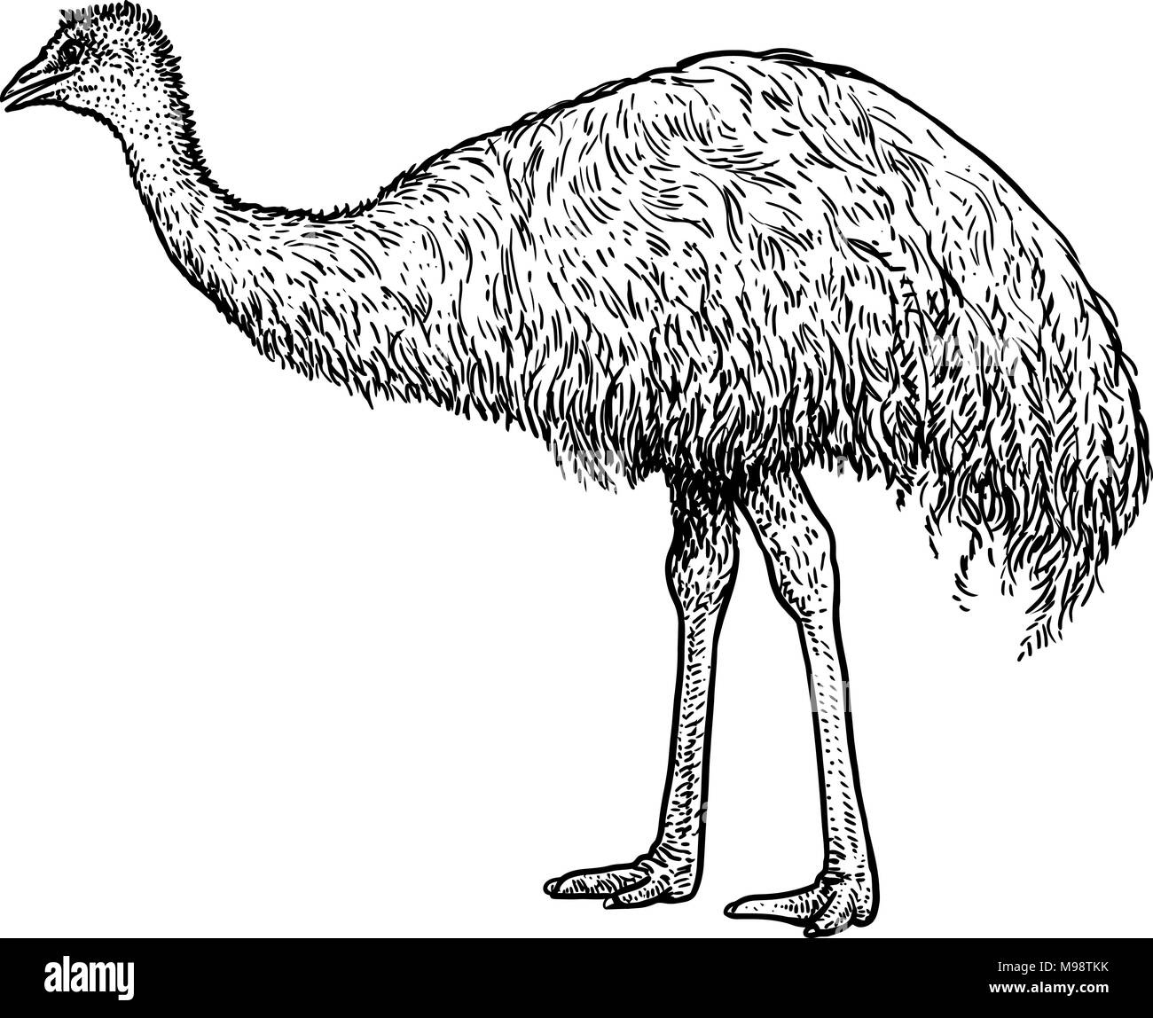 Emu legs Stock Vector Images - Alamy