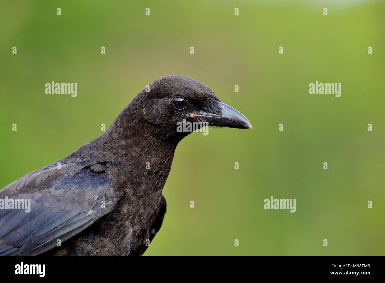 Juvenile Crow High Resolution Stock Photography and Images - Alamy