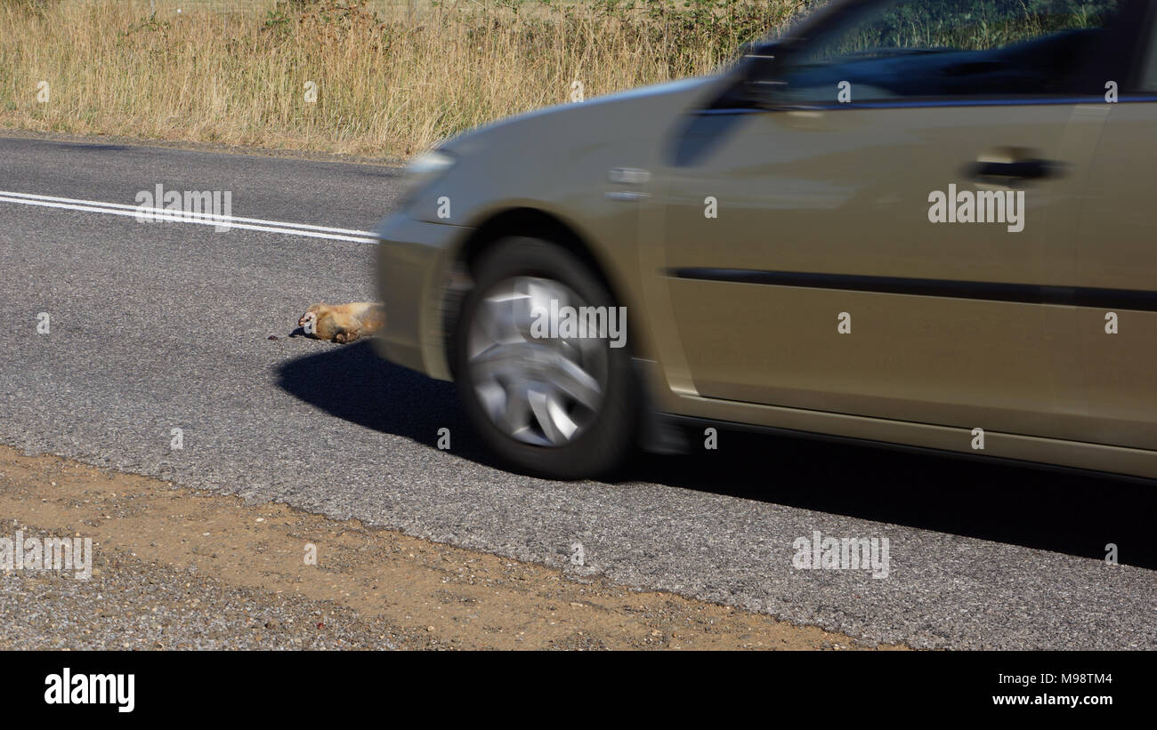 Prehensile feet hi-res stock photography and images - Alamy