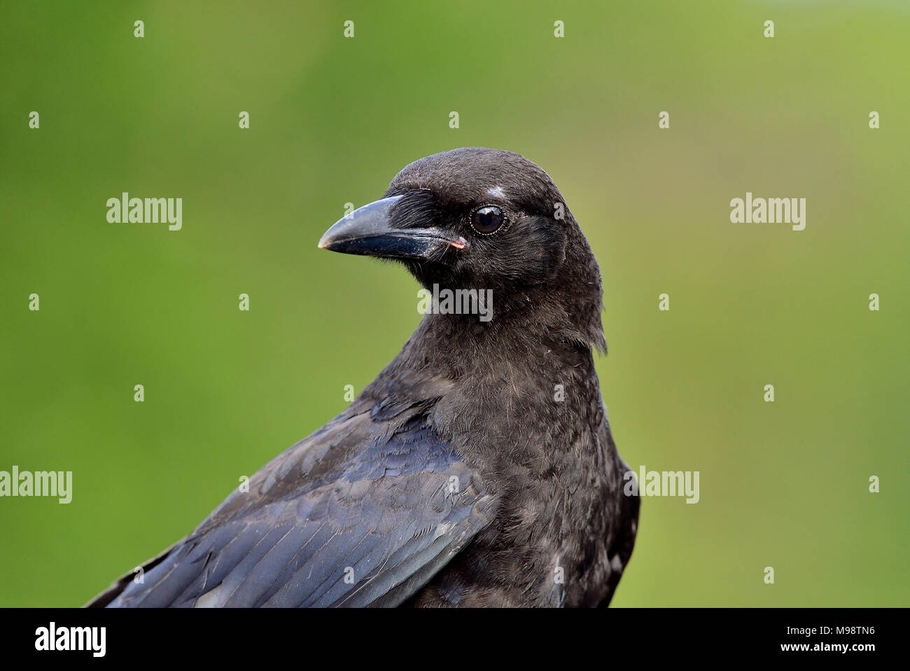 Juvenile Crow High Resolution Stock Photography and Images - Alamy