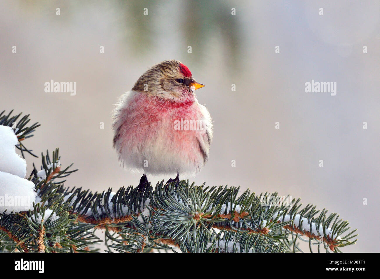 Robert finch hi-res stock photography and images - Alamy