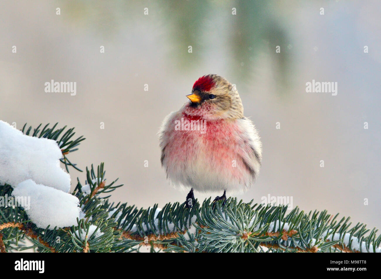 A front view of a wild Redpoll finch perched on a spruce branch with ...