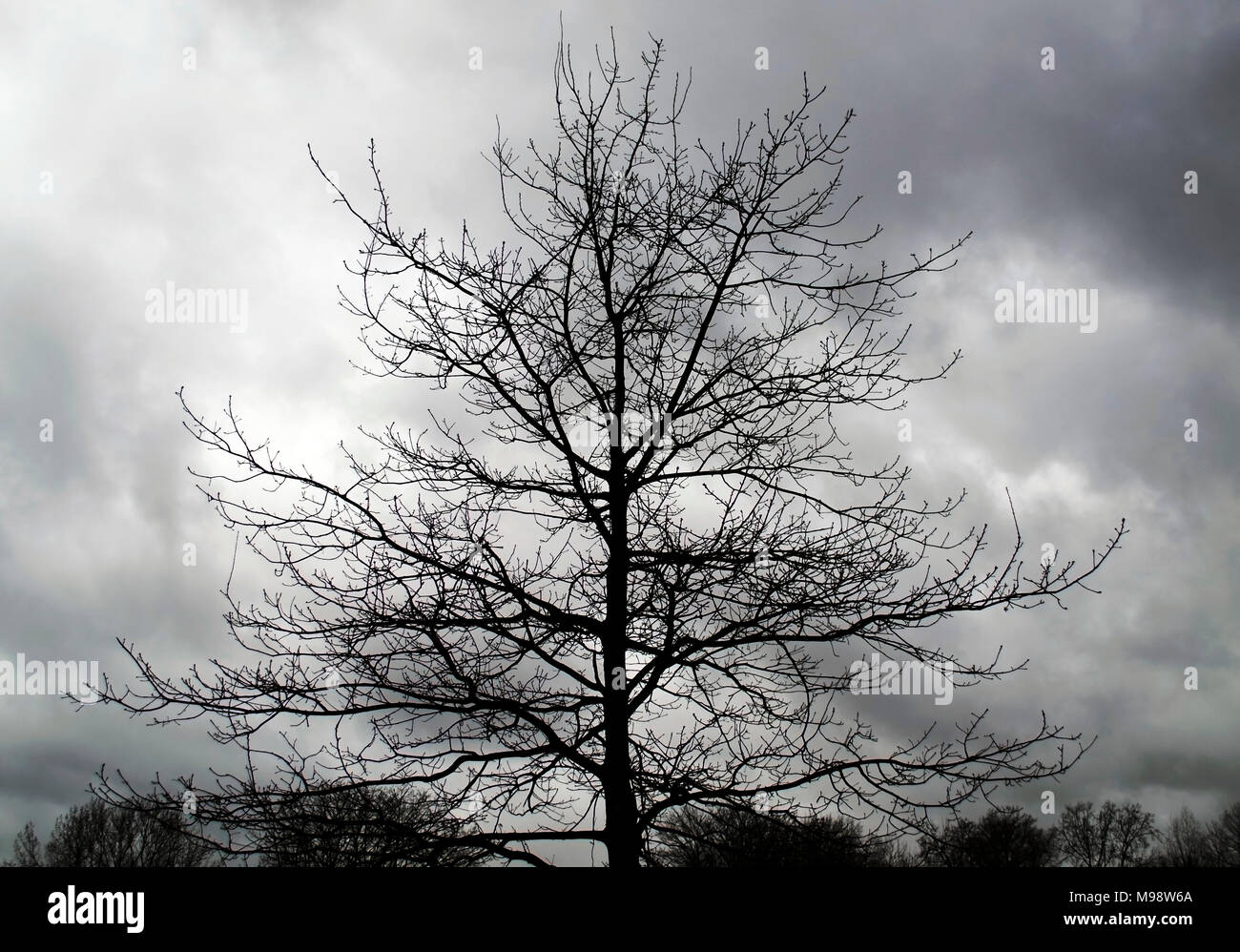 Skeleton tree hi-res stock photography and images - Alamy
