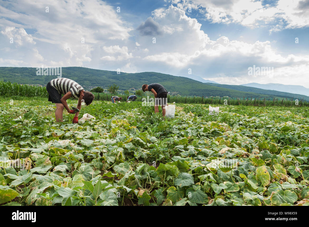 harvesting helpers picking up the cucumbers at open field plantation ...